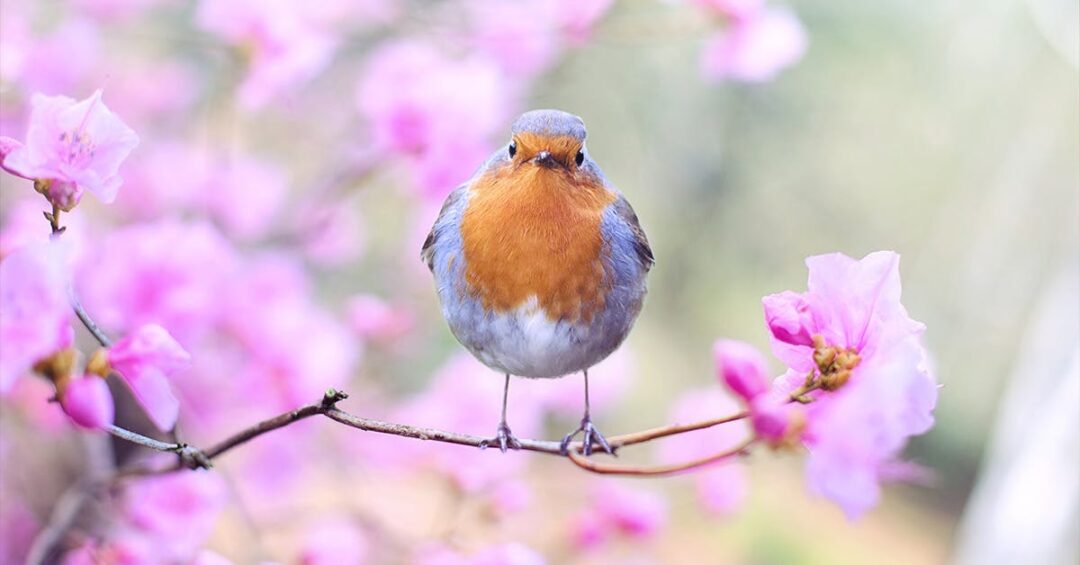 Lente - Truiensnieuws.be